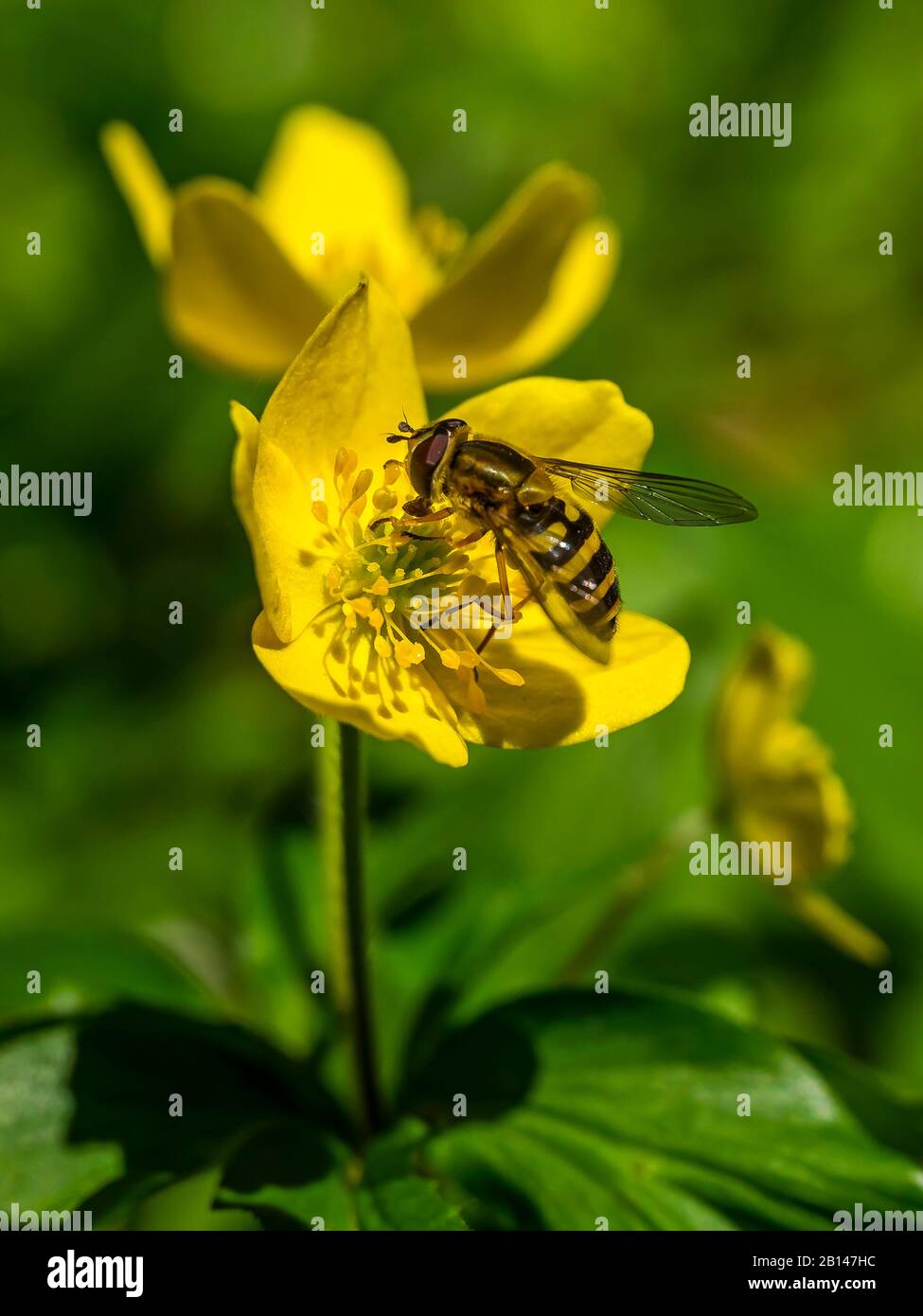 Flower, yellow, hover fly Stock Photo - Alamy