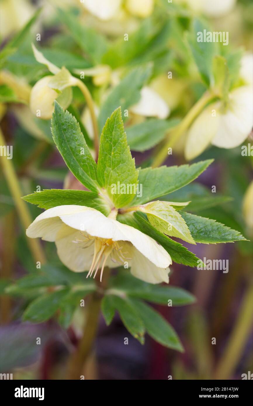 Close up of hellebores hi-res stock photography and images - Alamy