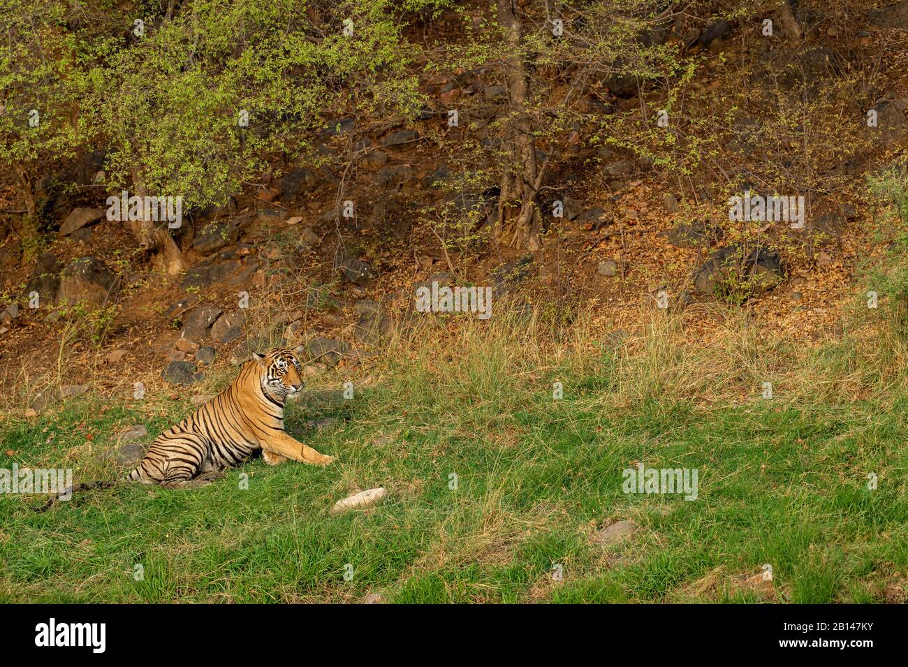 aggressive wild male tiger angry expressions on his face resting on ...