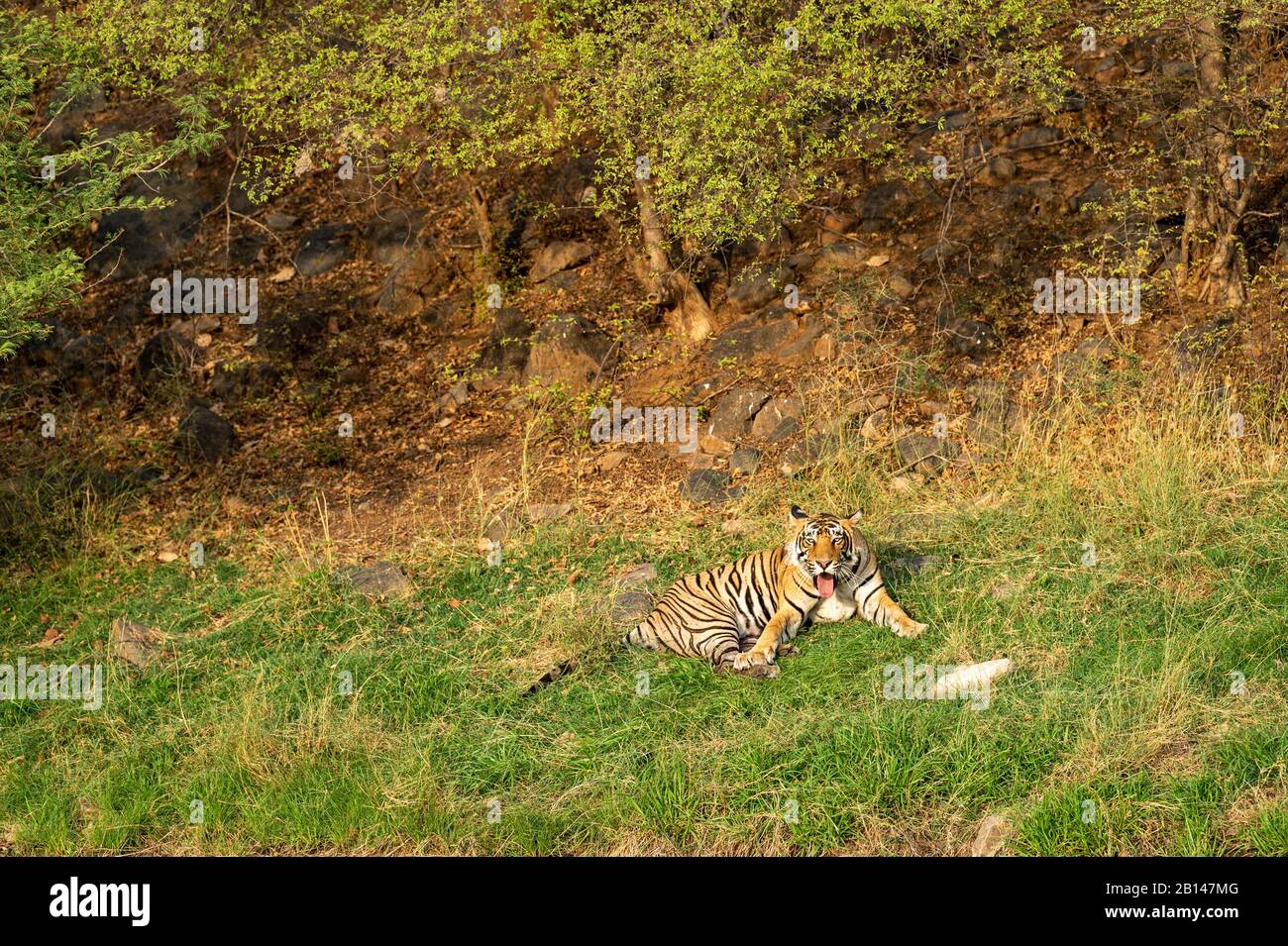 aggressive wild male tiger angry expressions on his face resting on ...