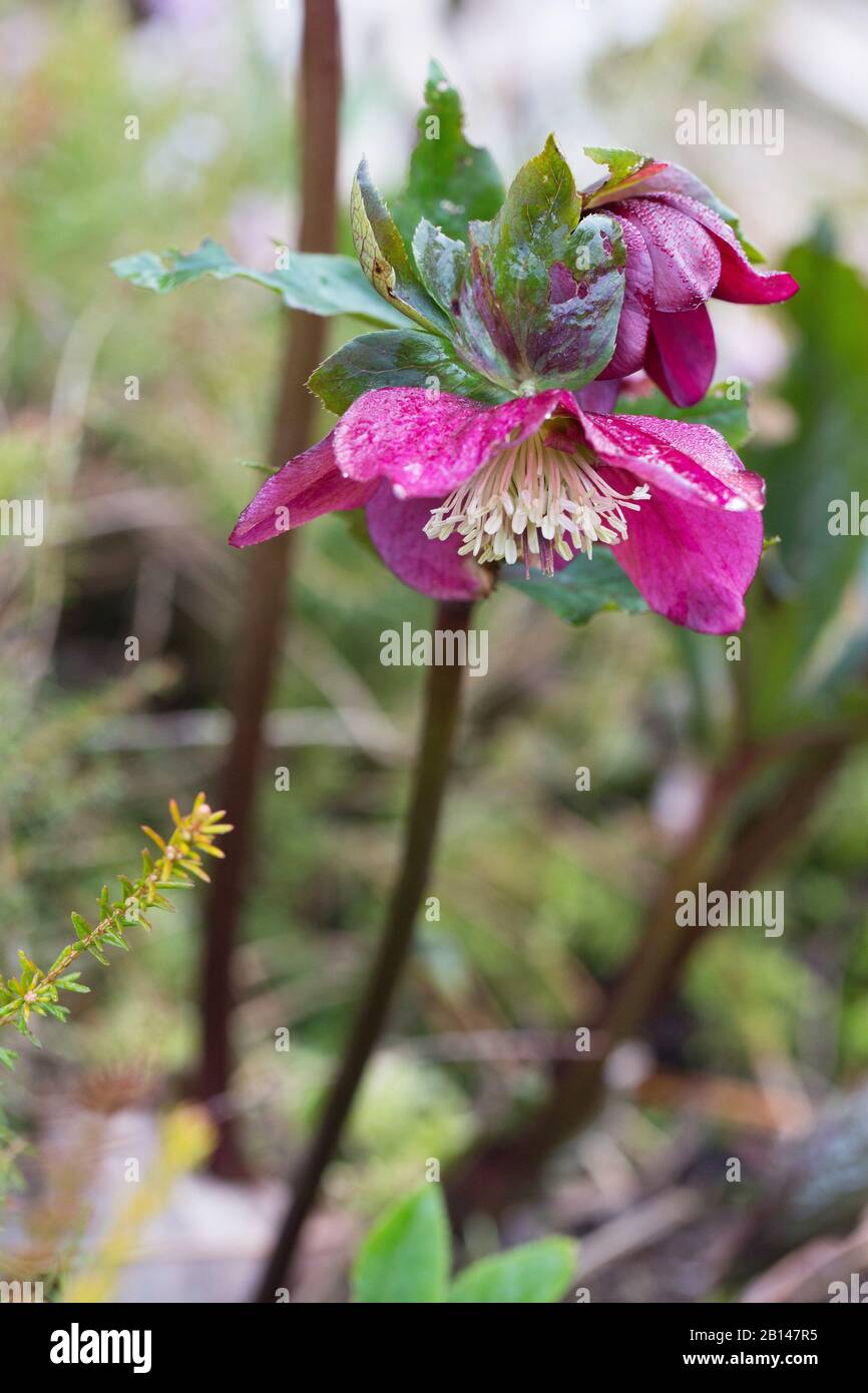 Helleborus winter jewels hi-res stock photography and images - Alamy