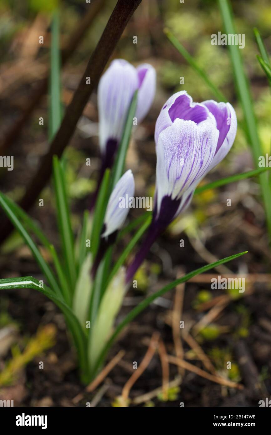 Crocus flowers growing in February in Eugene, Oregon Stock Photo - Alamy