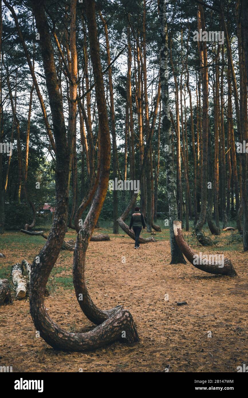 Ghost Forest in Poland (crooked forest Stock Photo - Alamy
