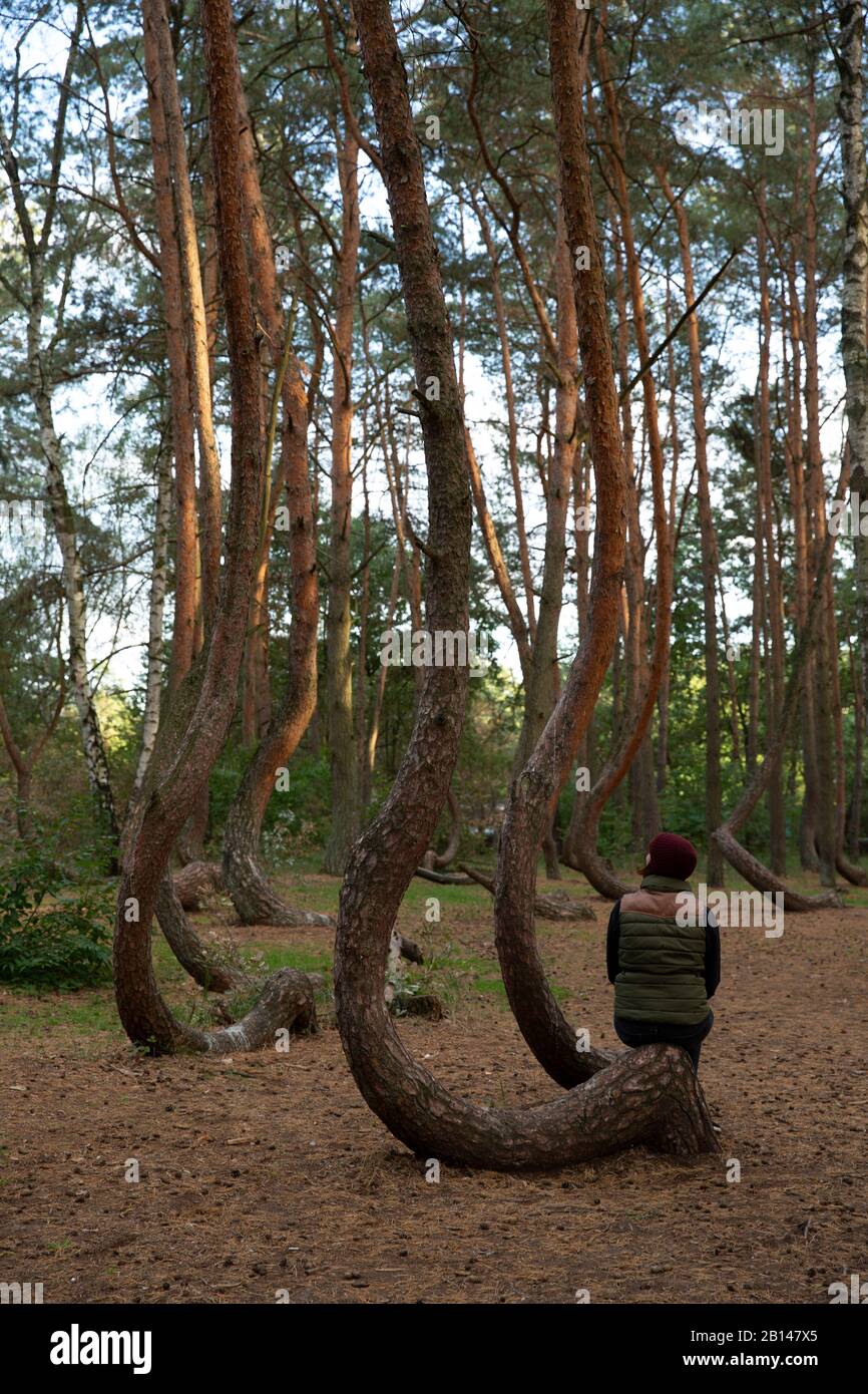 Crooked forest hi-res stock photography and images - Alamy