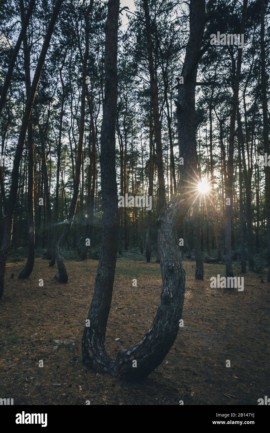 Ghost forest in poland hi-res stock photography and images - Alamy