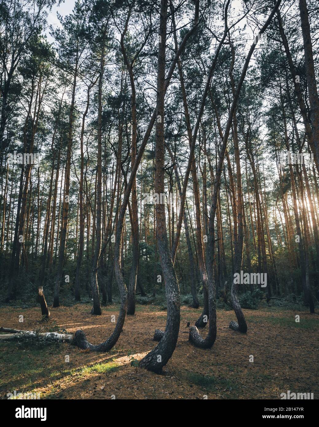 Crooked forest hi-res stock photography and images - Alamy
