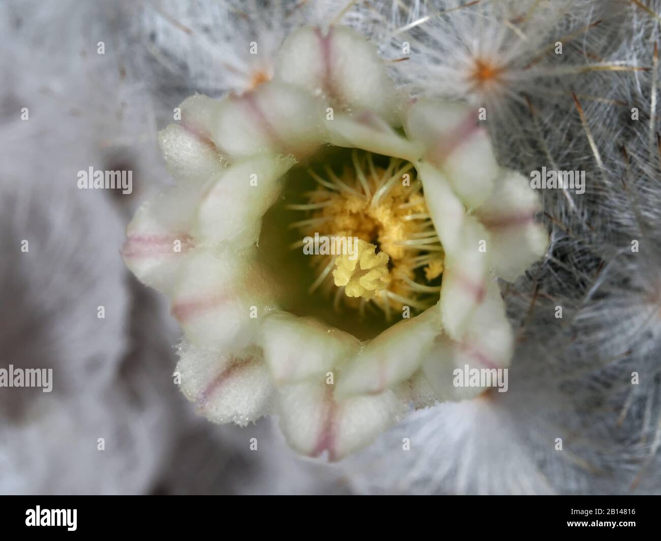 Macro photo of Mammillaria plumosa (the feather cactus) flower Stock ...