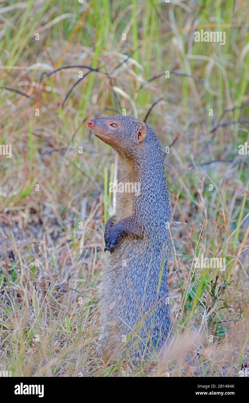 Small indian mongoose hi-res stock photography and images - Alamy