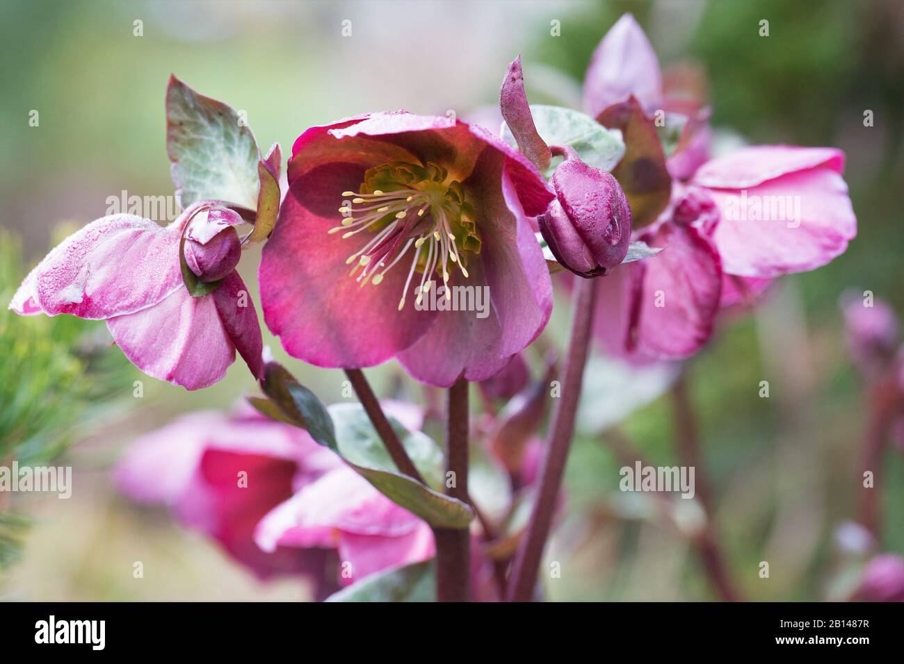 Penny's pink hellebore hi-res stock photography and images - Alamy