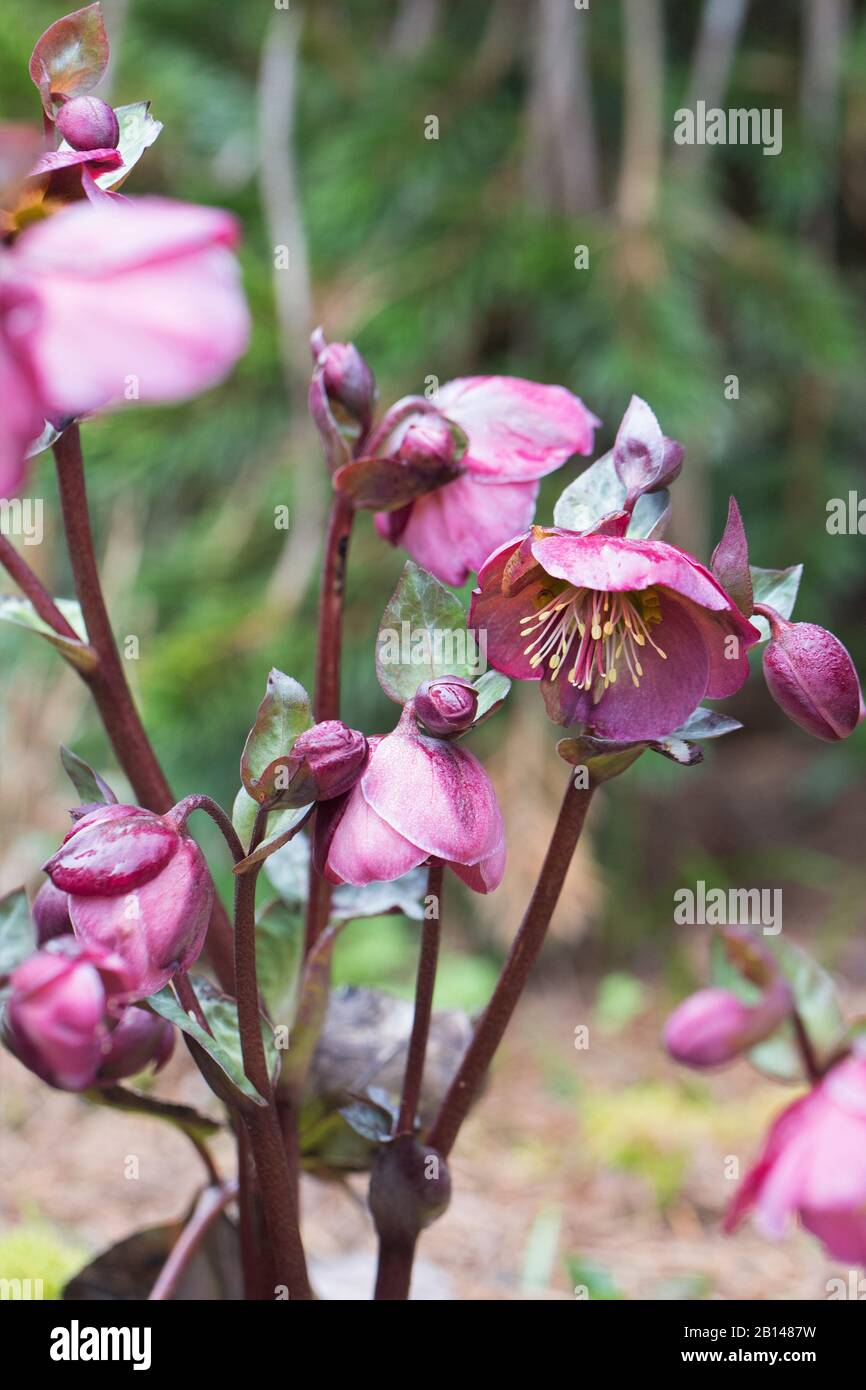 Helleborus 'Penny's Pink' flowers Stock Photo - Alamy