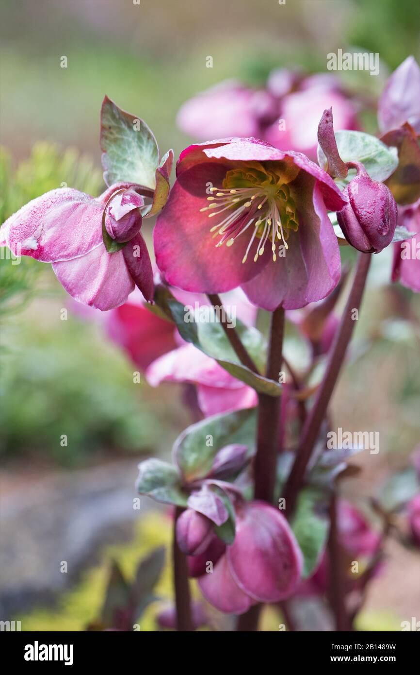 Penny's pink hellebore hi-res stock photography and images - Alamy