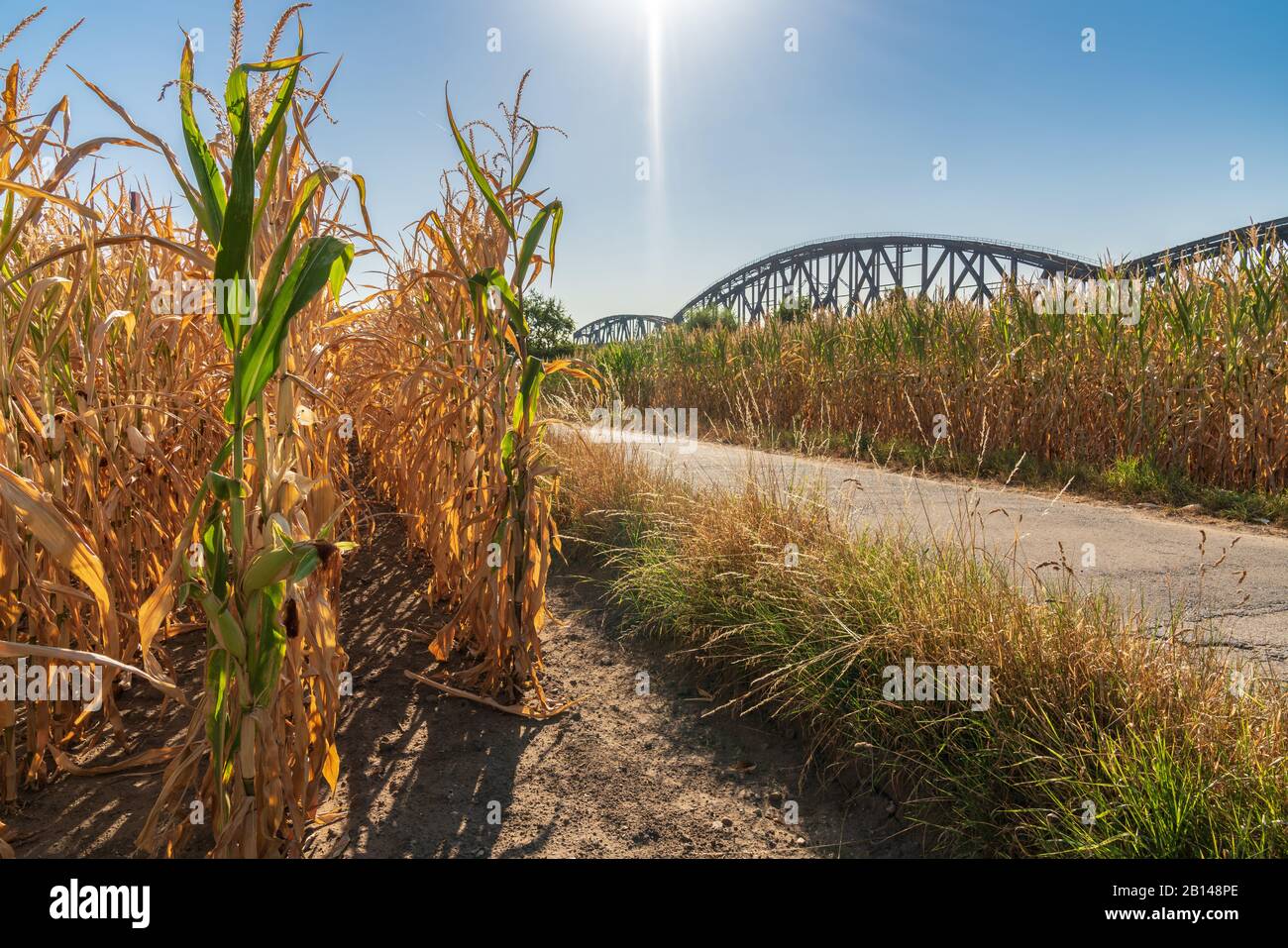 View at a dried out cornfield after a heatwave and weeks without rain ...