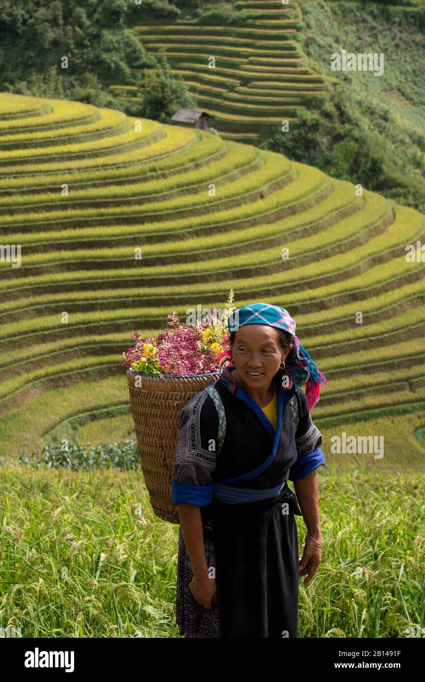 Rice harvest in Vietnam Stock Photo - Alamy