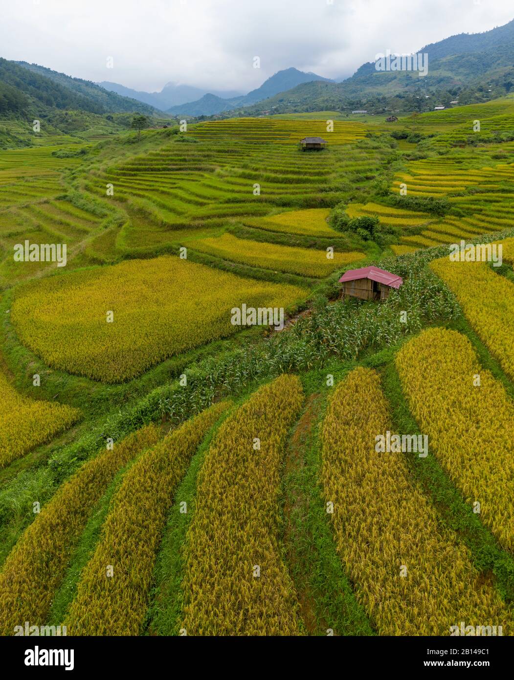 Golden rice fields in Vietnam Stock Photo - Alamy
