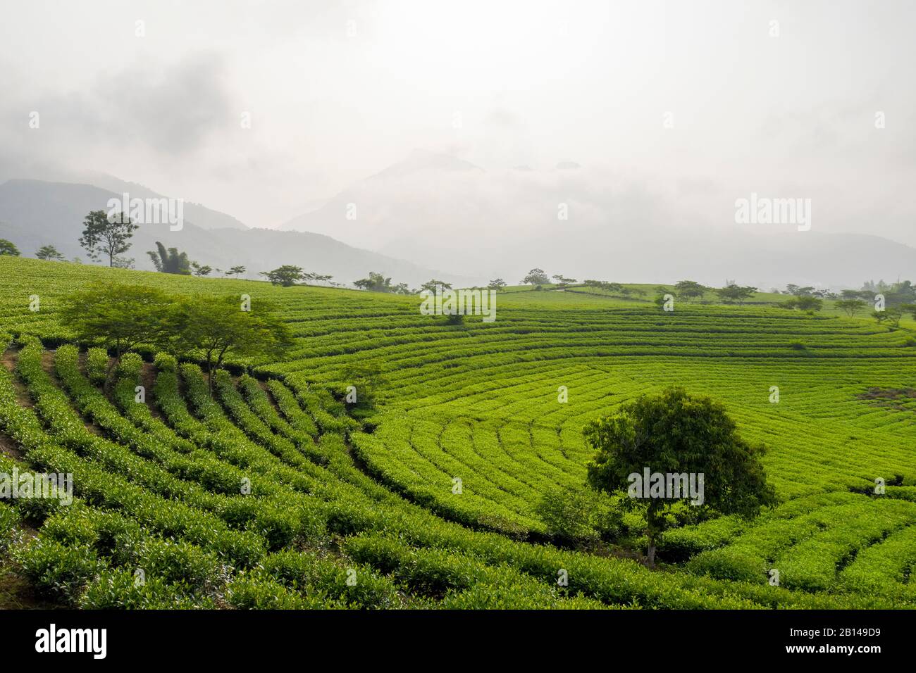 Tea plantations hi-res stock photography and images - Alamy