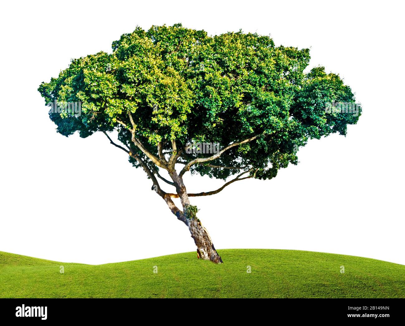 Tree isolated on white background Stock Photo - Alamy