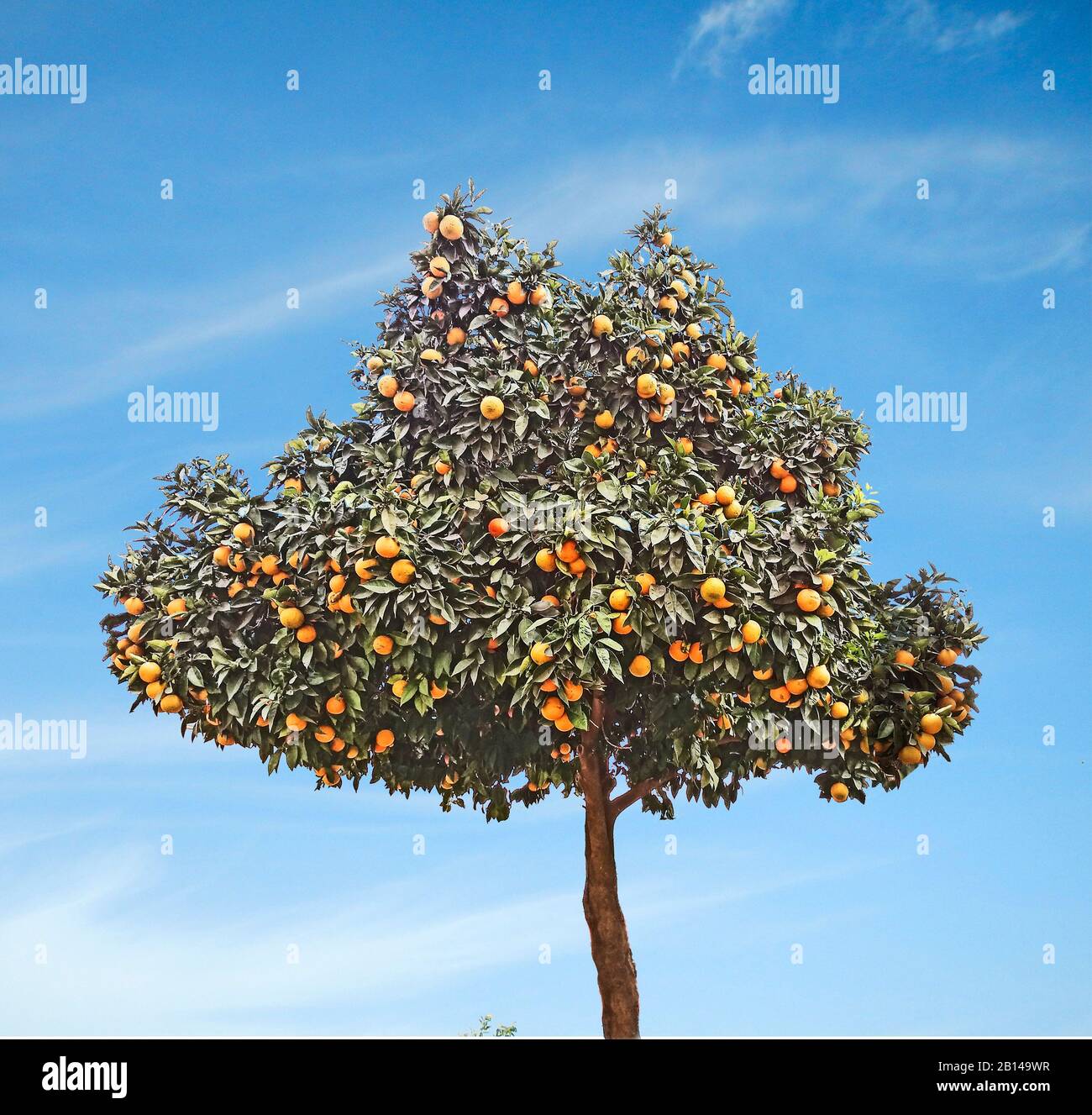 Orange tree with ripe oranges Stock Photo - Alamy