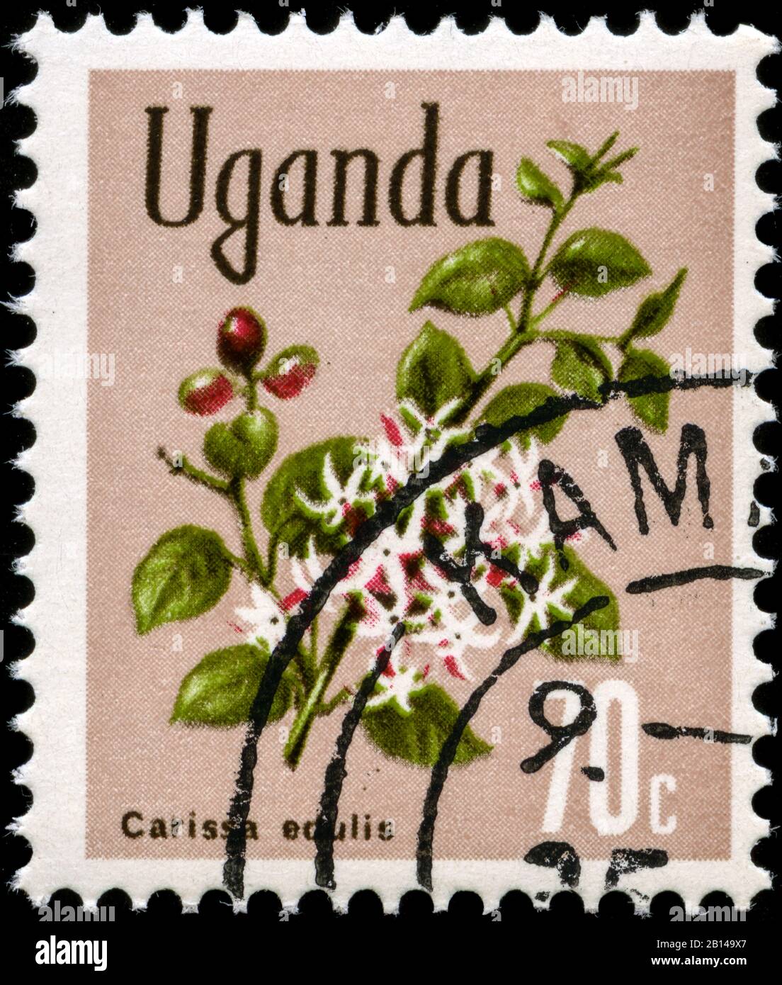 Carissa edulis hi-res stock photography and images - Alamy