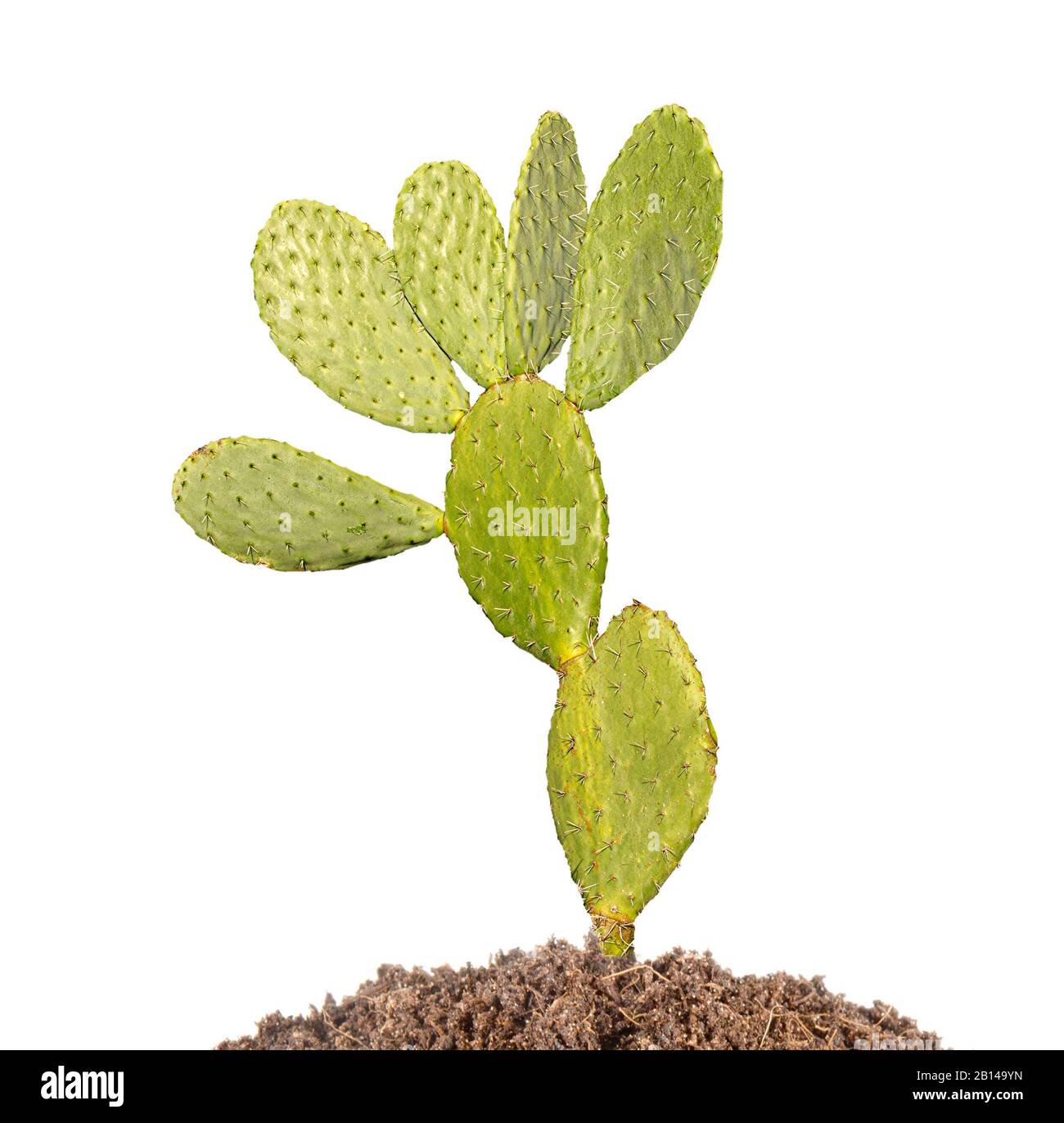 cactus isolated on white background Stock Photo - Alamy