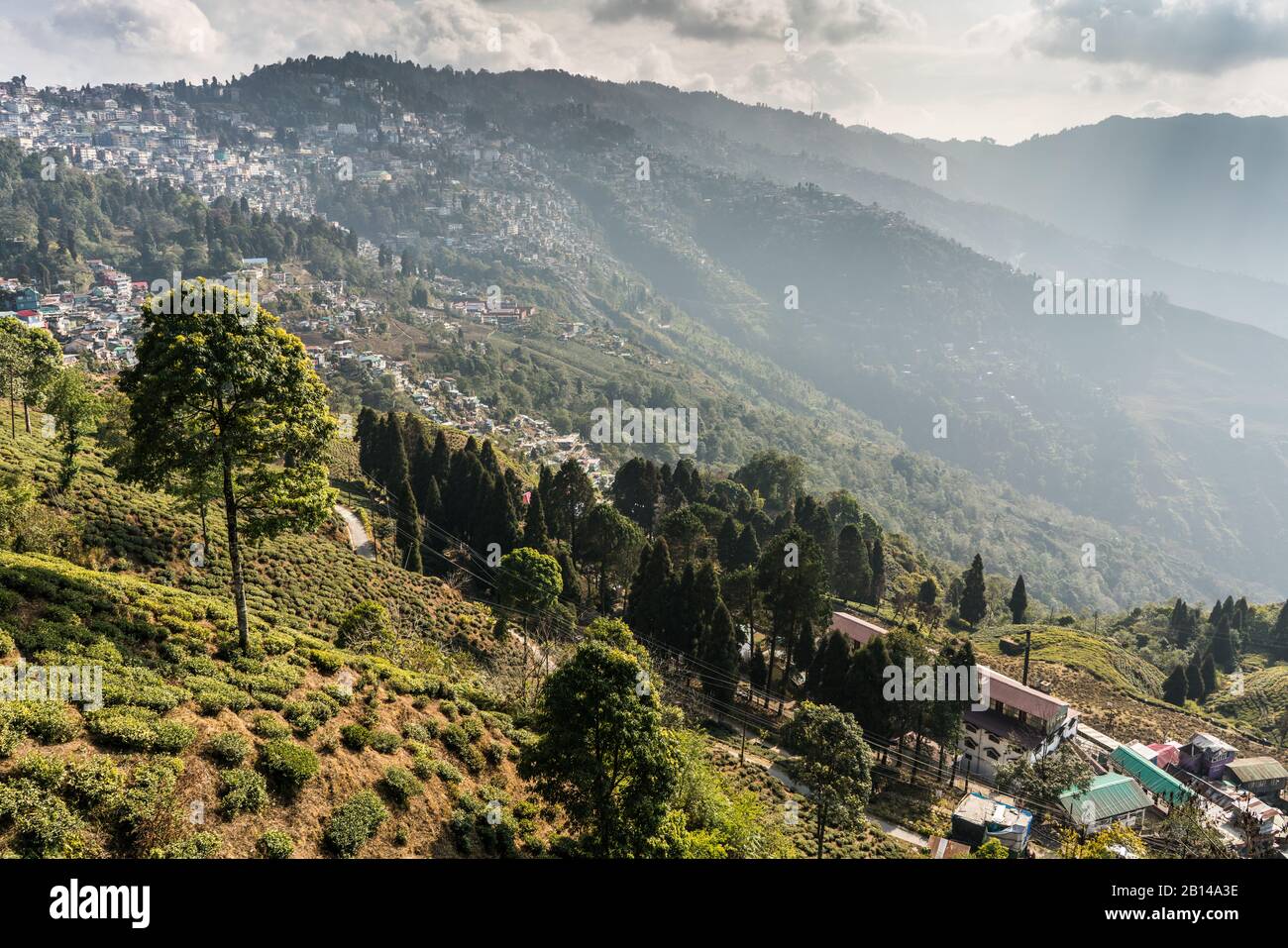 Tea plantation in the Darjeeling, India, Asia Stock Photo - Alamy
