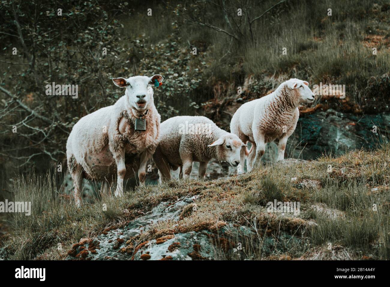 Norway sheep hi-res stock photography and images - Alamy