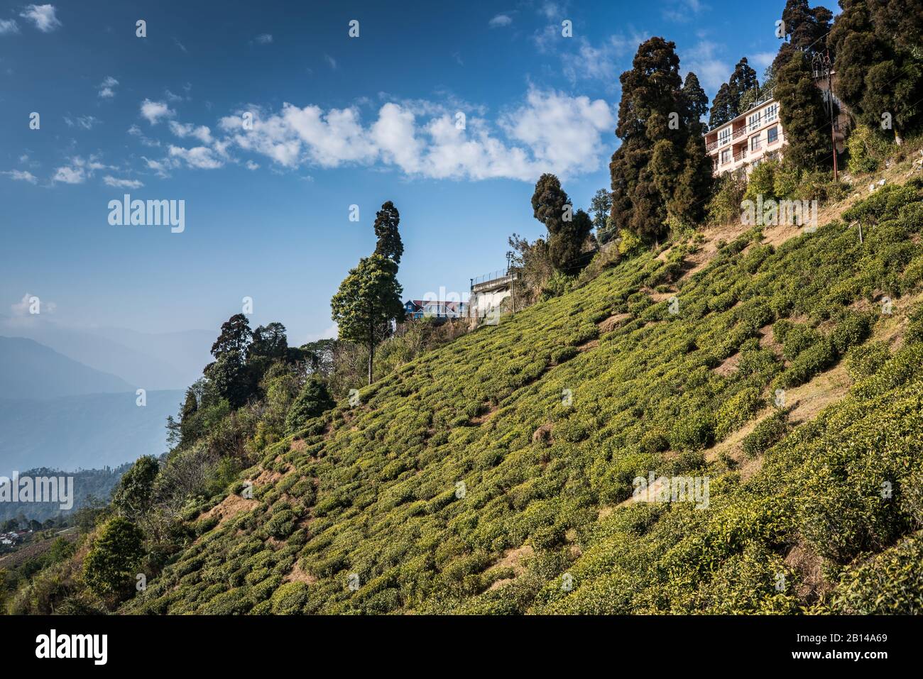 Tea plantation in the Darjeeling, India, Asia Stock Photo - Alamy
