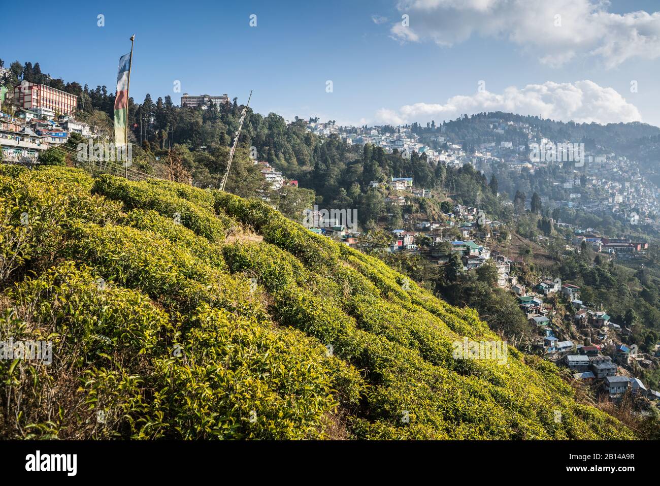 Tea plantation in the Darjeeling, India, Asia Stock Photo - Alamy