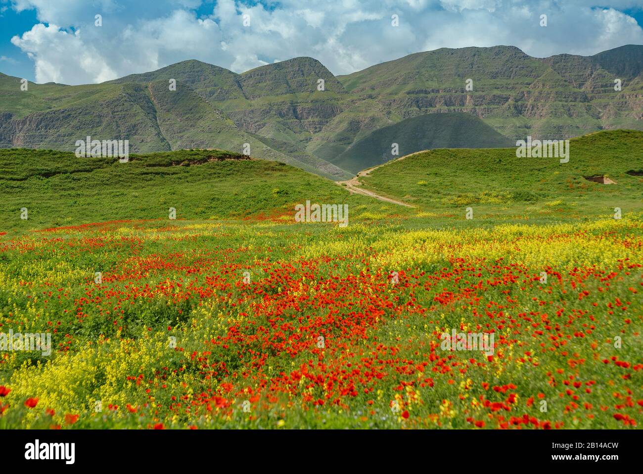 Poppy flower hi-res stock photography and images - Alamy
