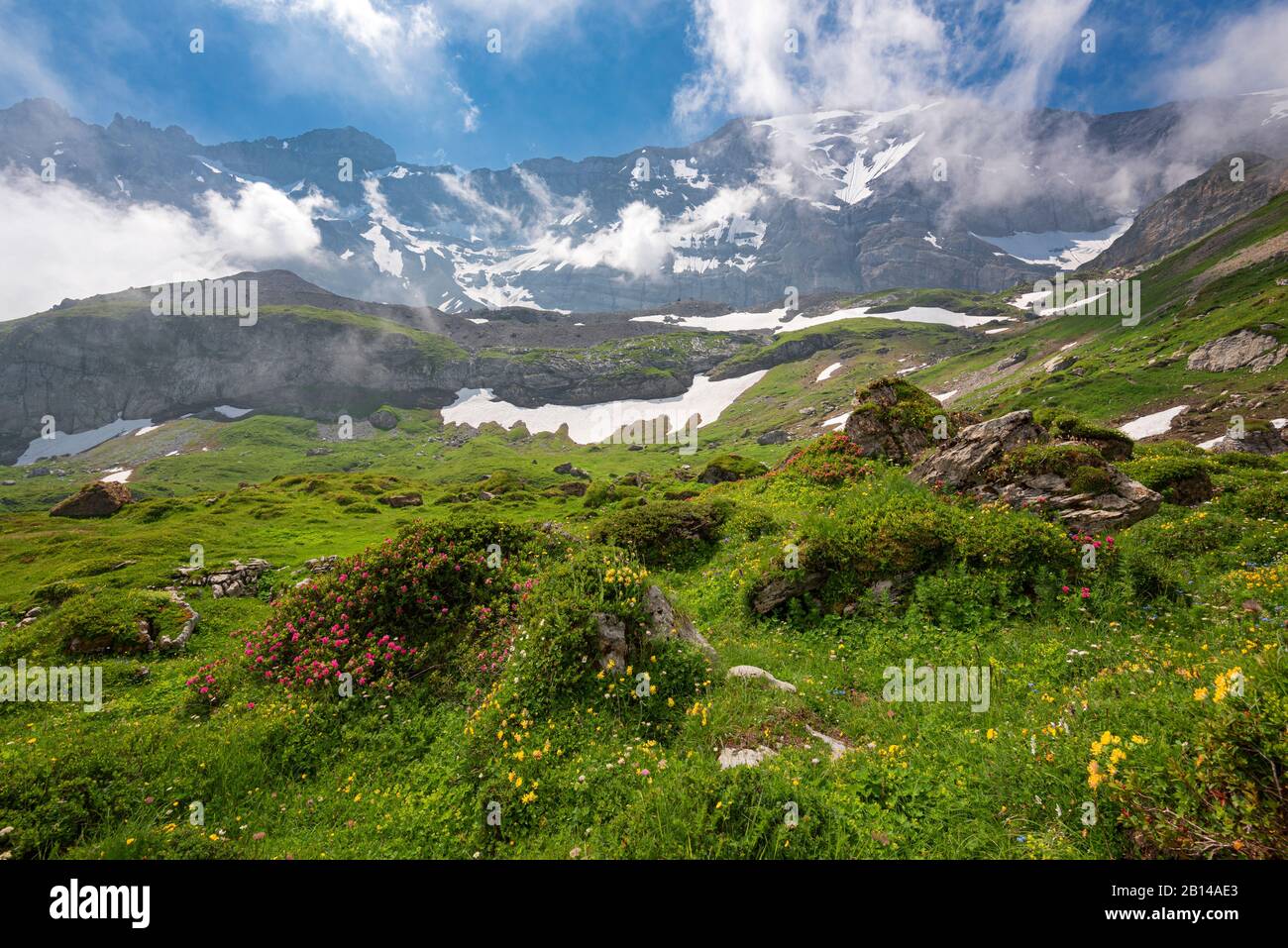 High Mountain Alpine Flower High Resolution Stock Photography and ...