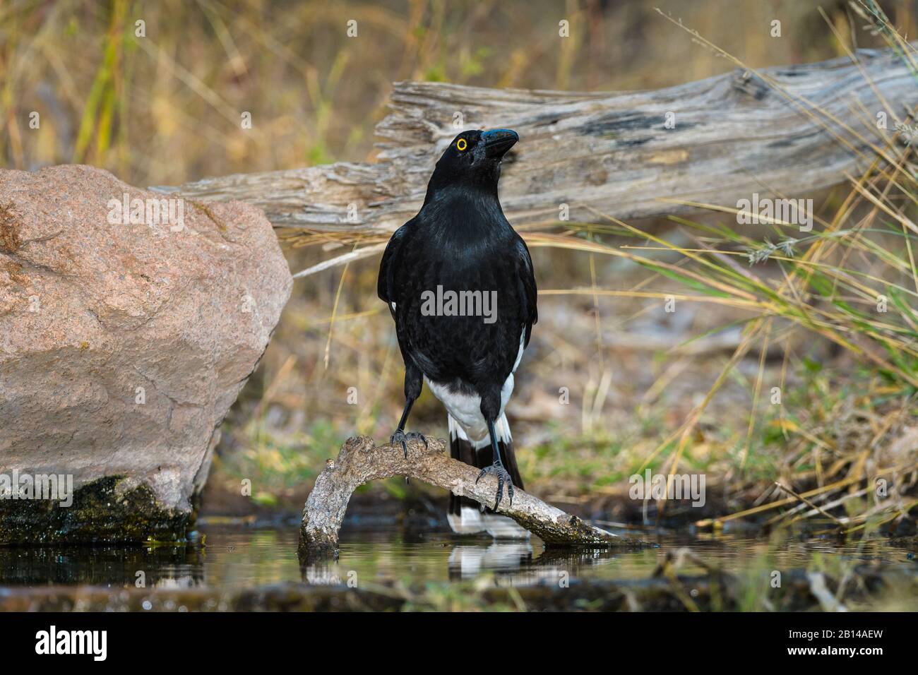 Undarra wildlife hi-res stock photography and images - Alamy