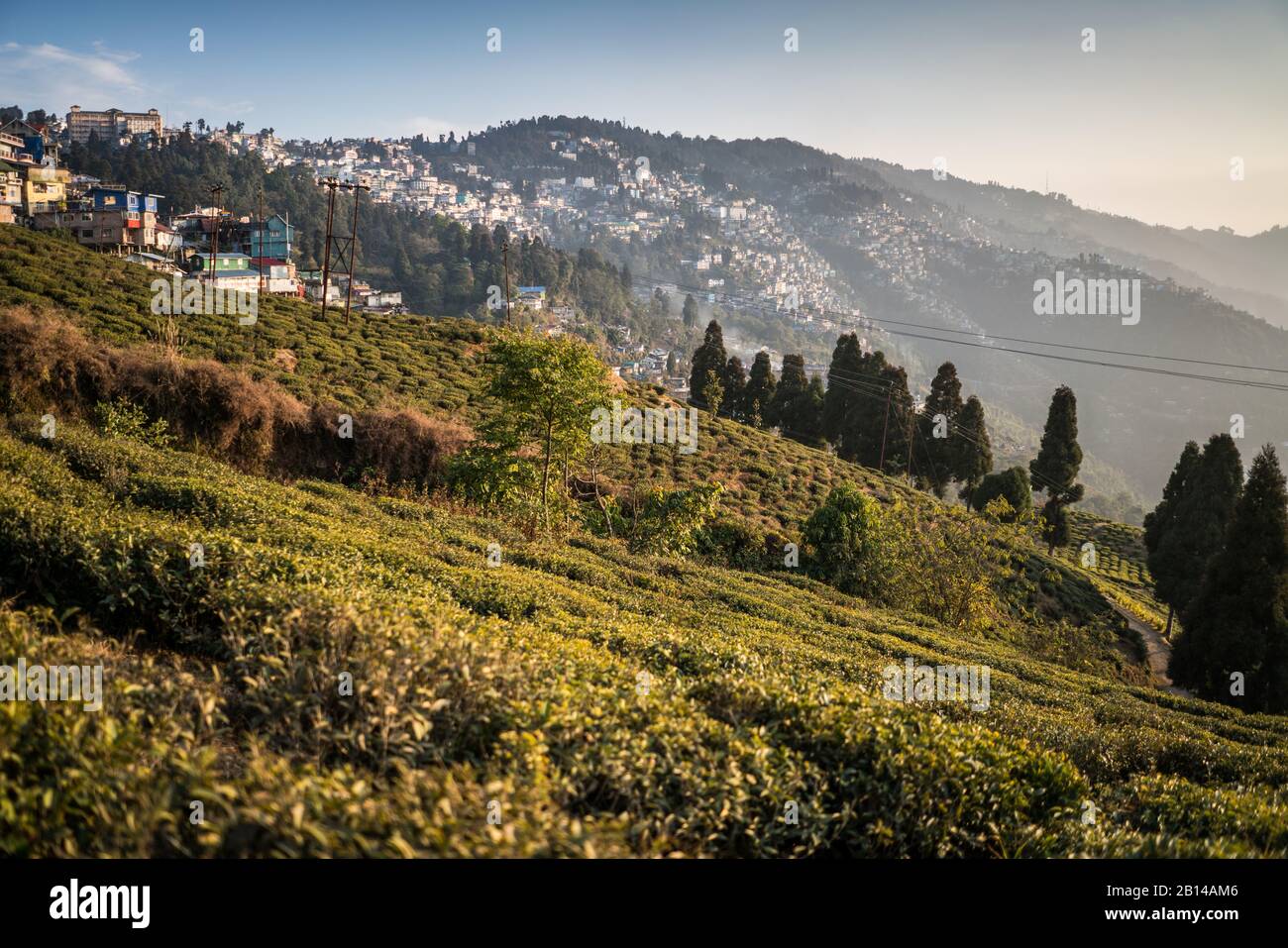Tea plantation in the Darjeeling, India, Asia Stock Photo - Alamy