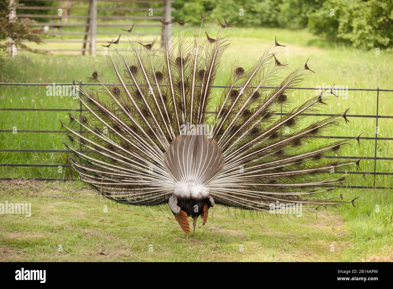 Mail tail peacock hi-res stock photography and images - Alamy