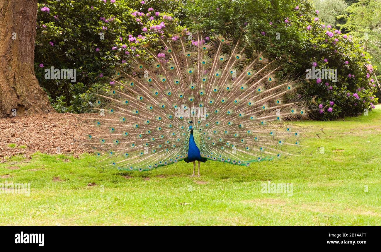 peacock showing off Stock Photo - Alamy