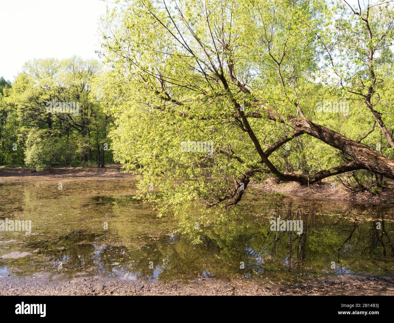 Tree bent over a swampy pond in spring in a park Stock Photo - Alamy