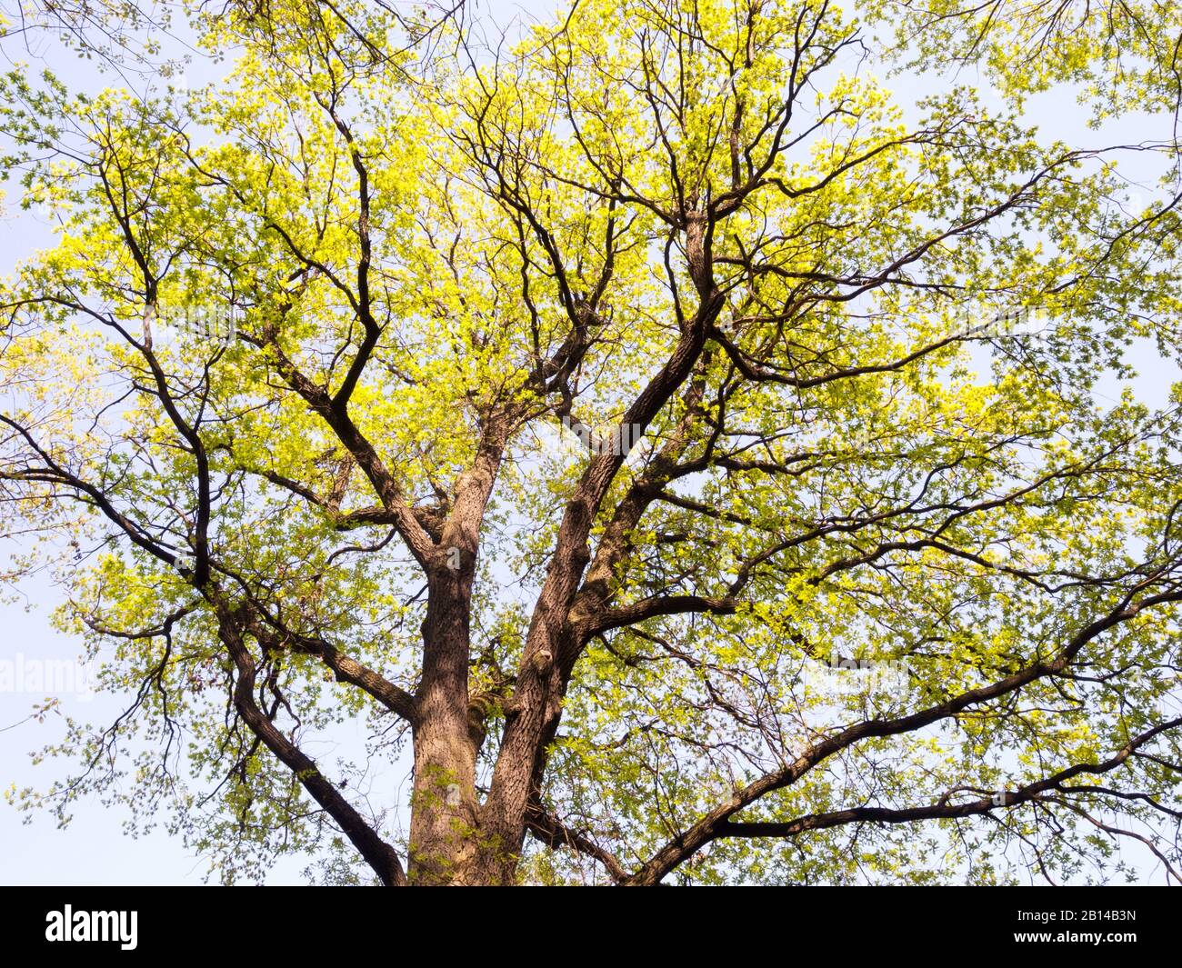 Blue oak forest hi-res stock photography and images - Alamy