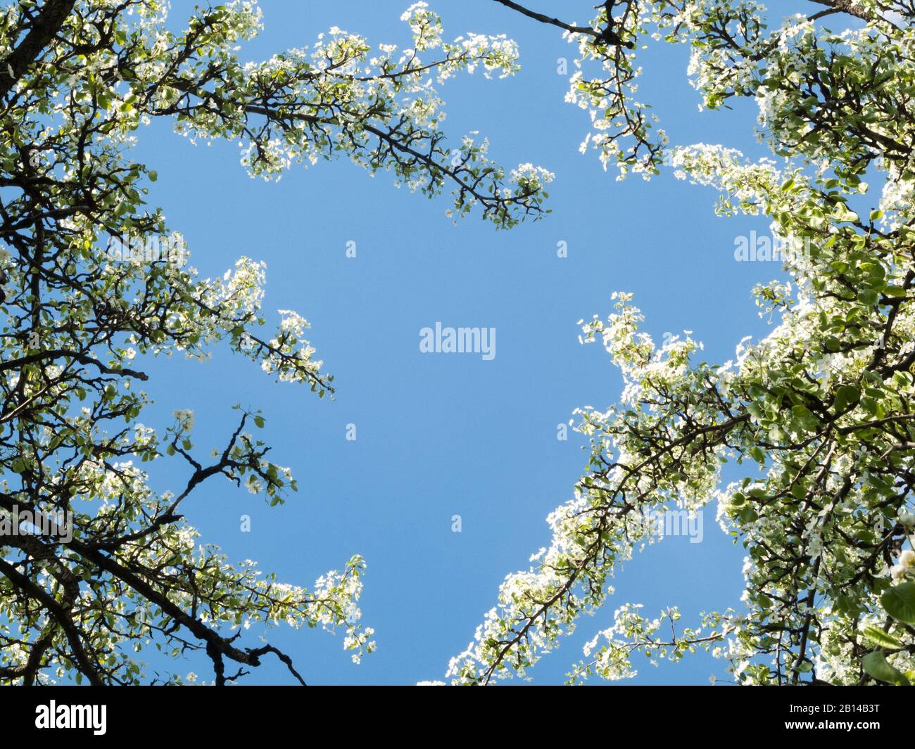 Small cherry tree garden hi-res stock photography and images - Alamy