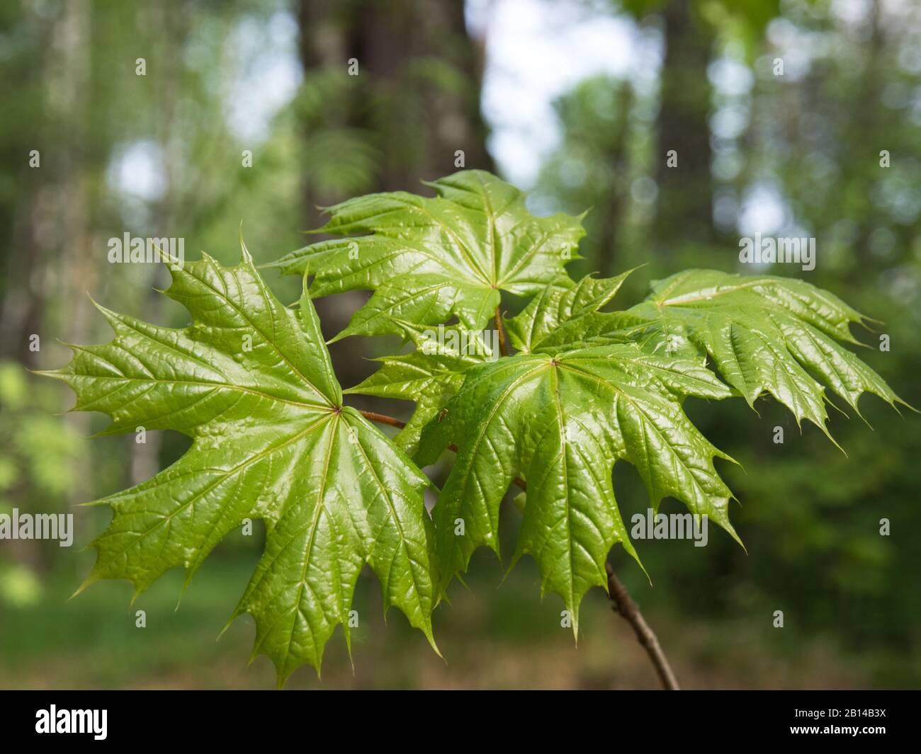 Young maple hi-res stock photography and images - Alamy