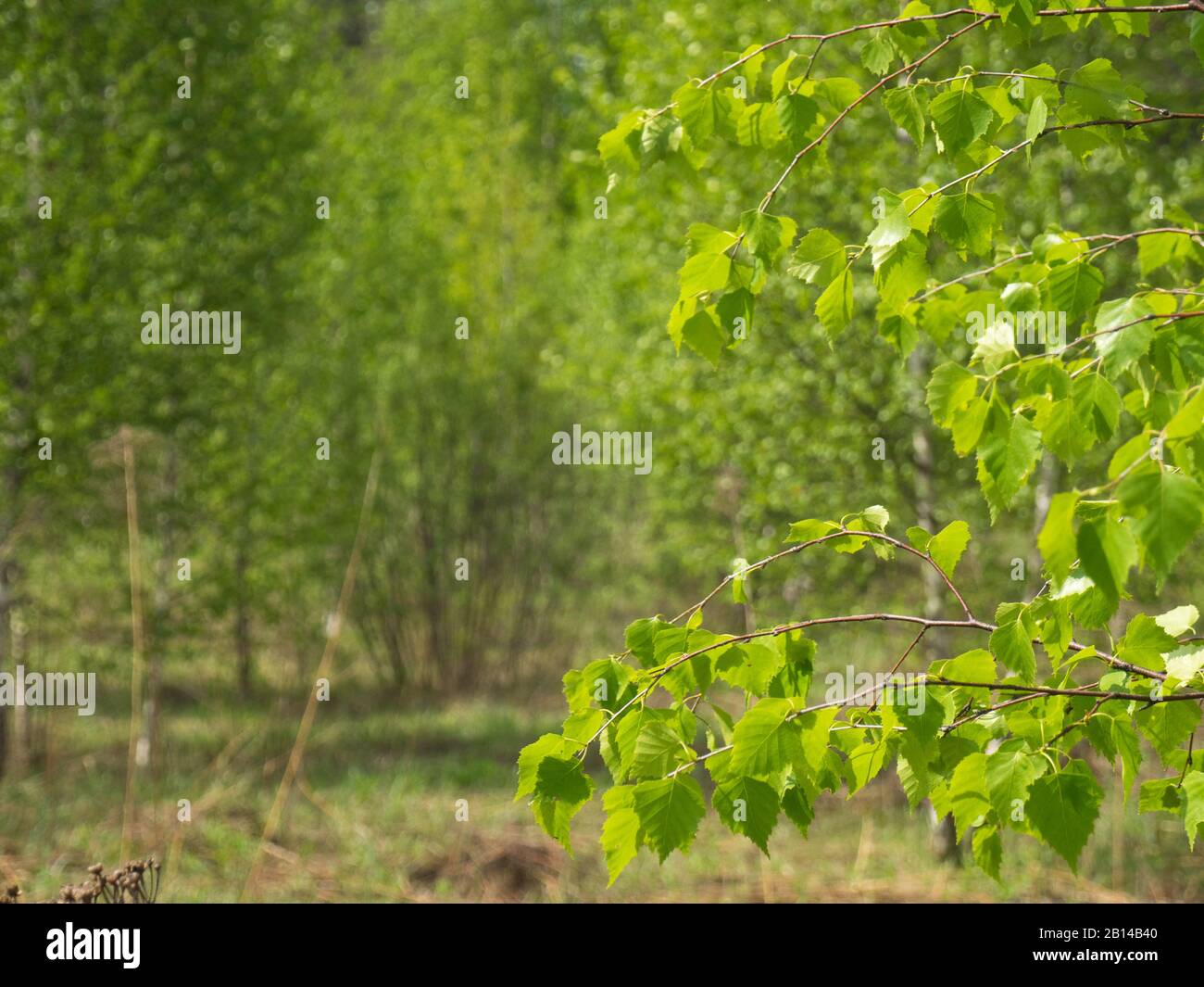Young birch trees in spring forest Stock Photo - Alamy