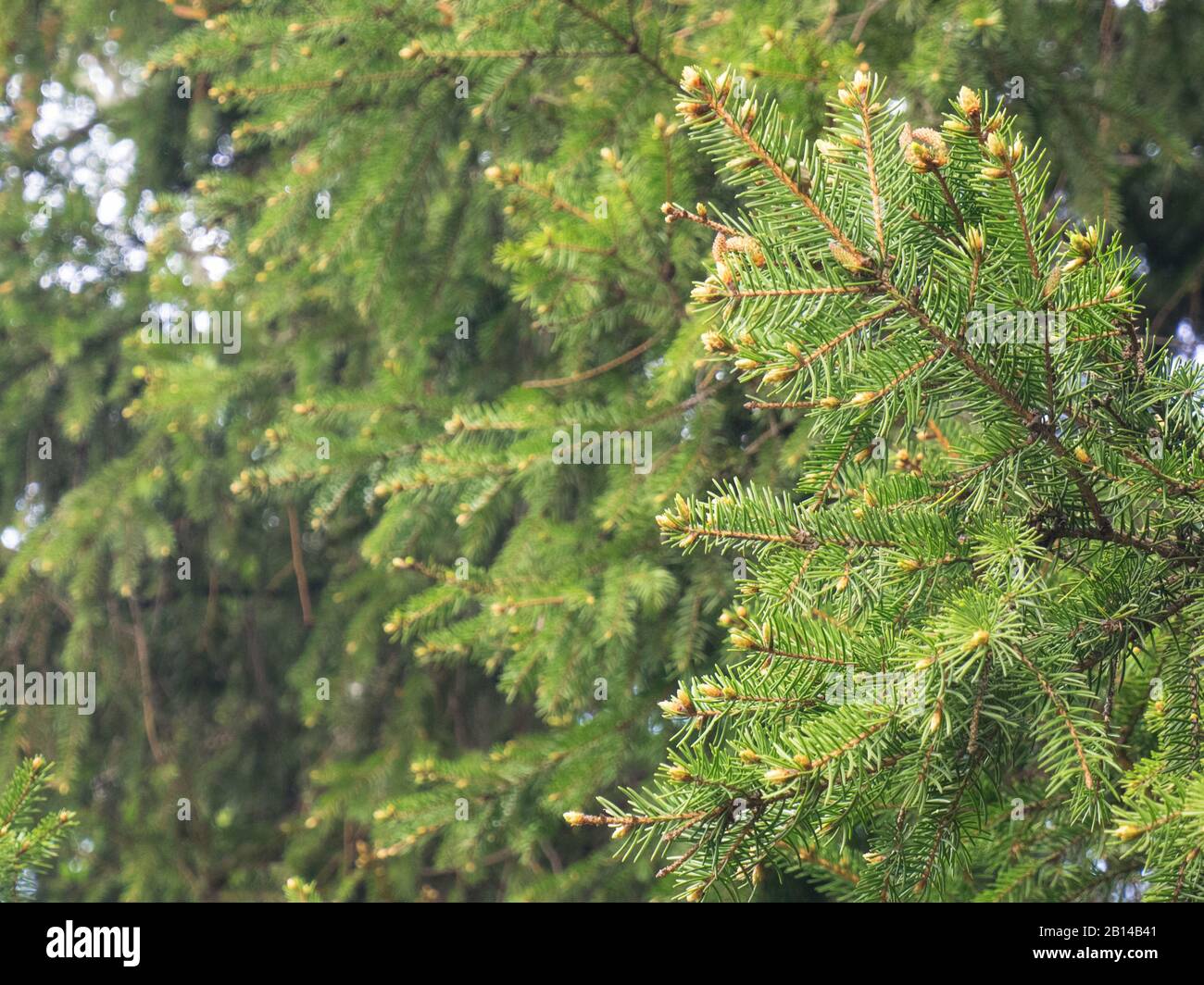 Spruce pure forest hi-res stock photography and images - Alamy
