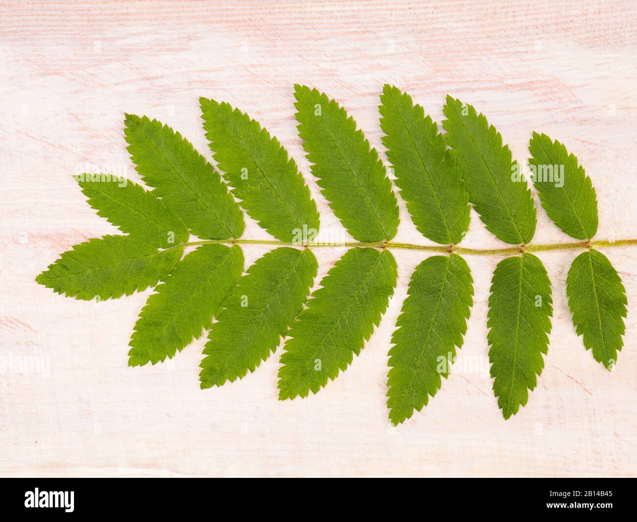 One green rowan leaf on a white brown wooden background with copy space ...