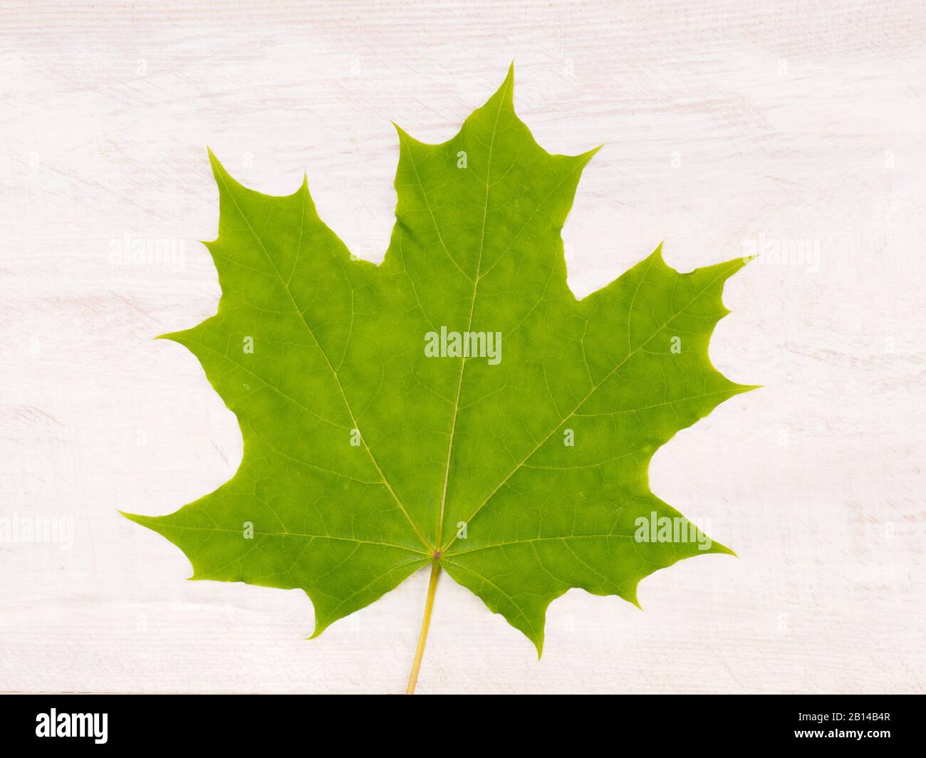 Ok leaf hi-res stock photography and images - Alamy