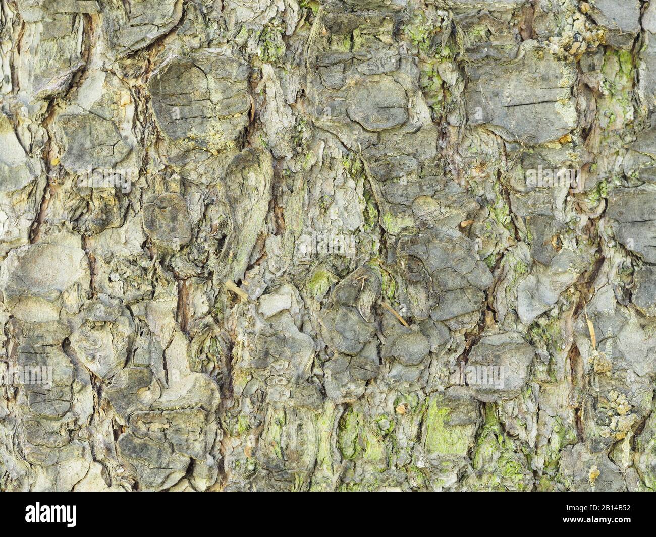 Bark wood texture hi-res stock photography and images - Alamy