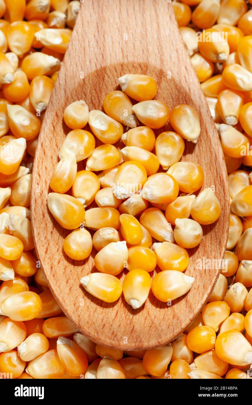 Spoon with corn seeds hi-res stock photography and images - Alamy