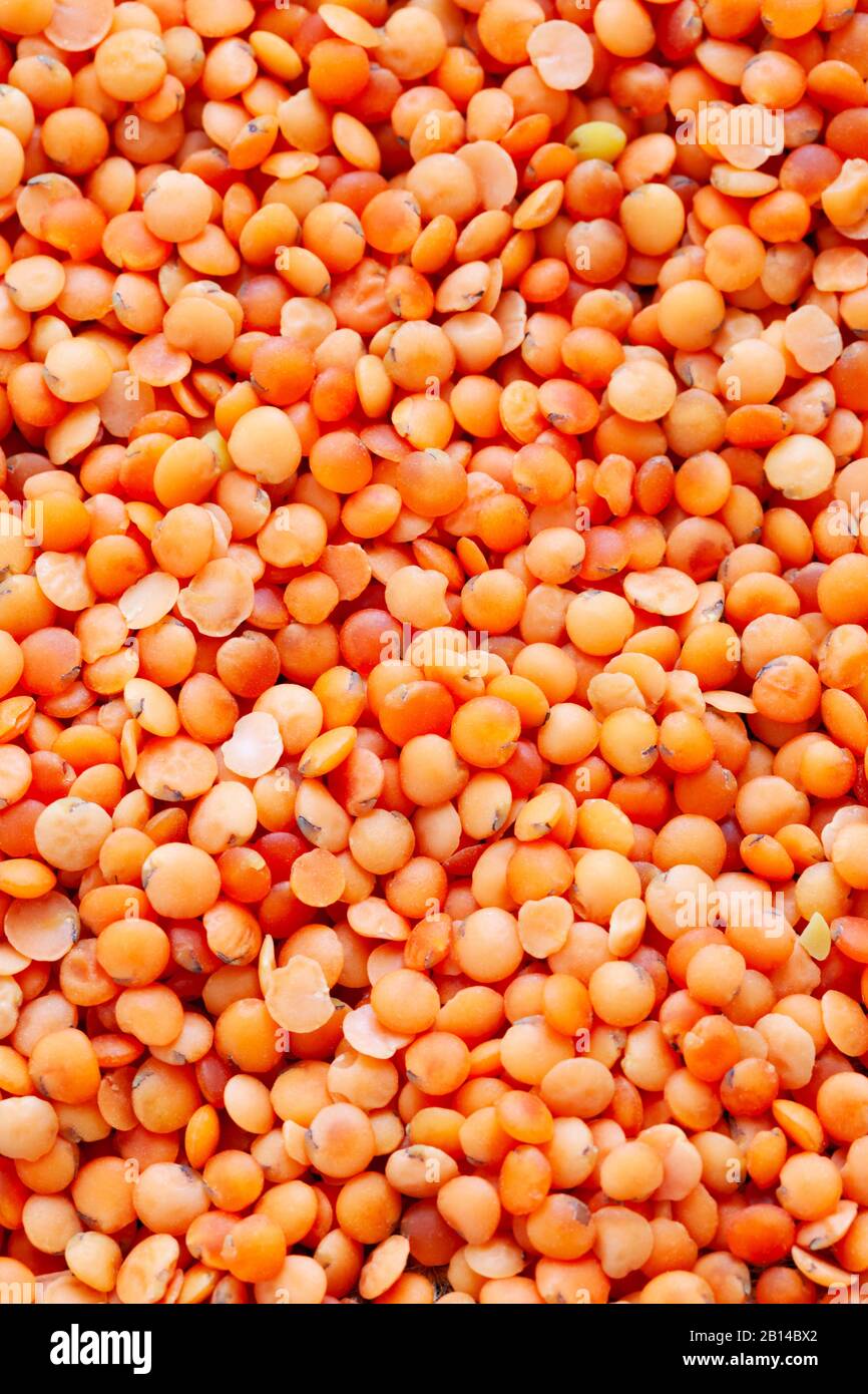Red Lentils texture background full frame. Texture of red lentils Stock ...