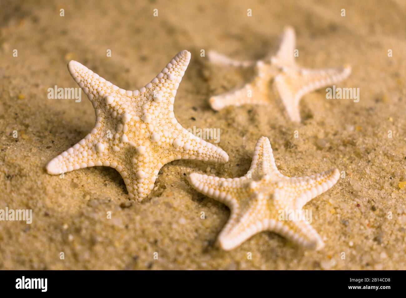Small sea stars on the beach sand. Selective focus Stock Photo - Alamy