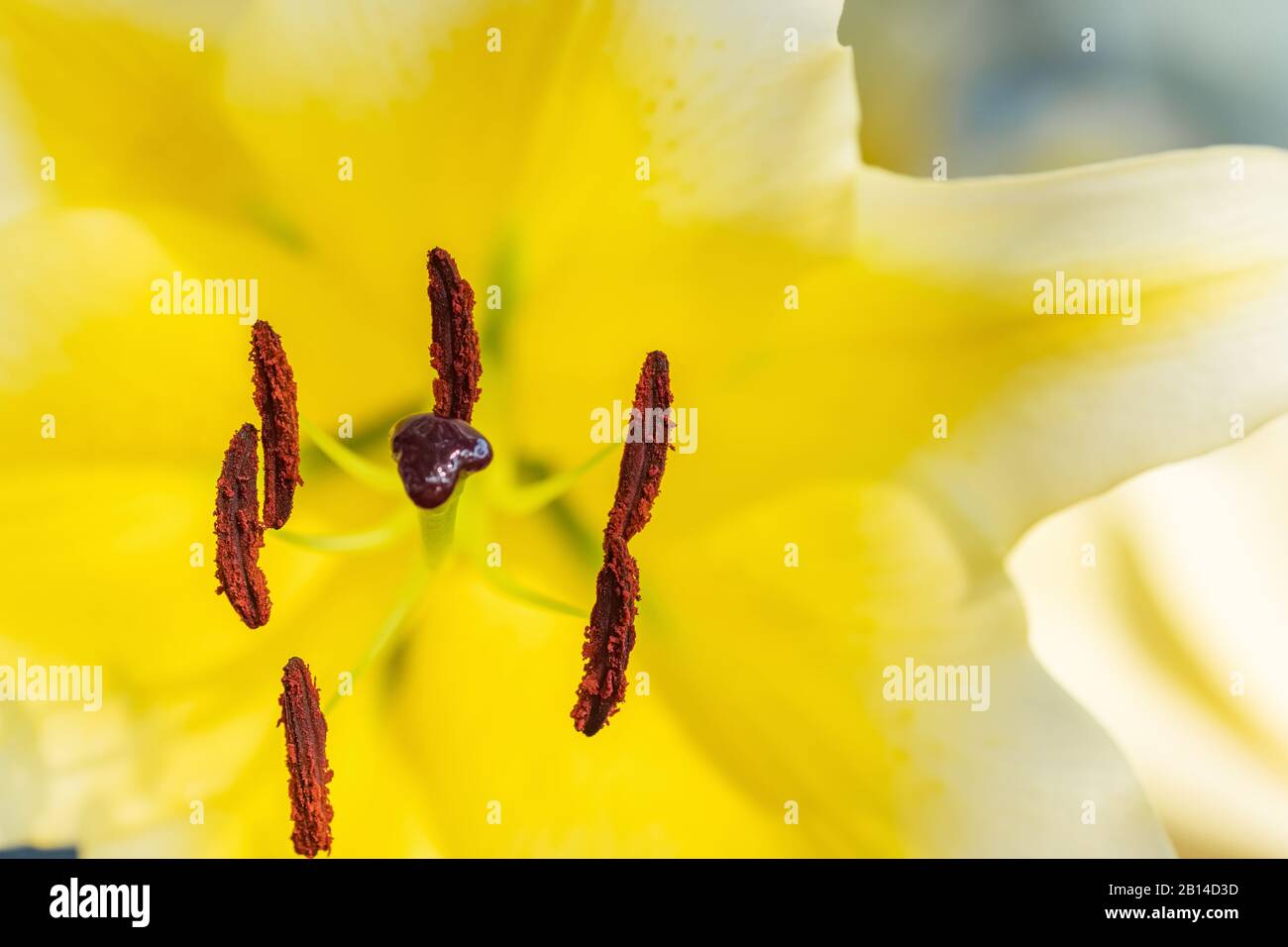Pestle and stamen of a yellow lily flower Stock Photo - Alamy