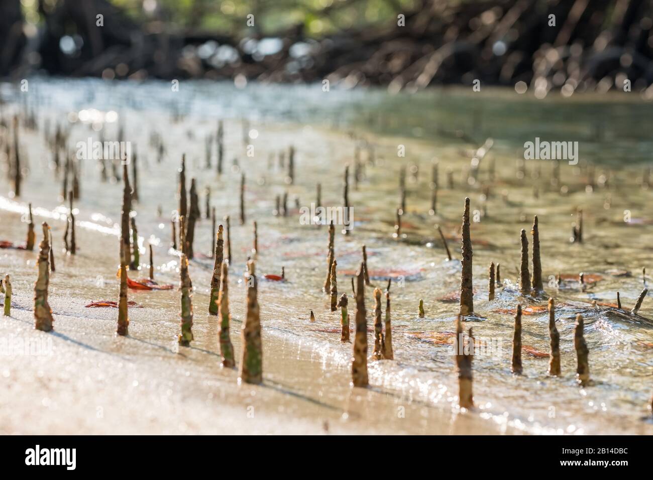 Young mangrove shoots in tidal zone of the sea Stock Photo - Alamy