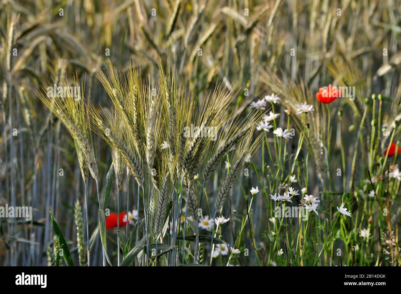 poppies and daisies in rye field Stock Photo - Alamy