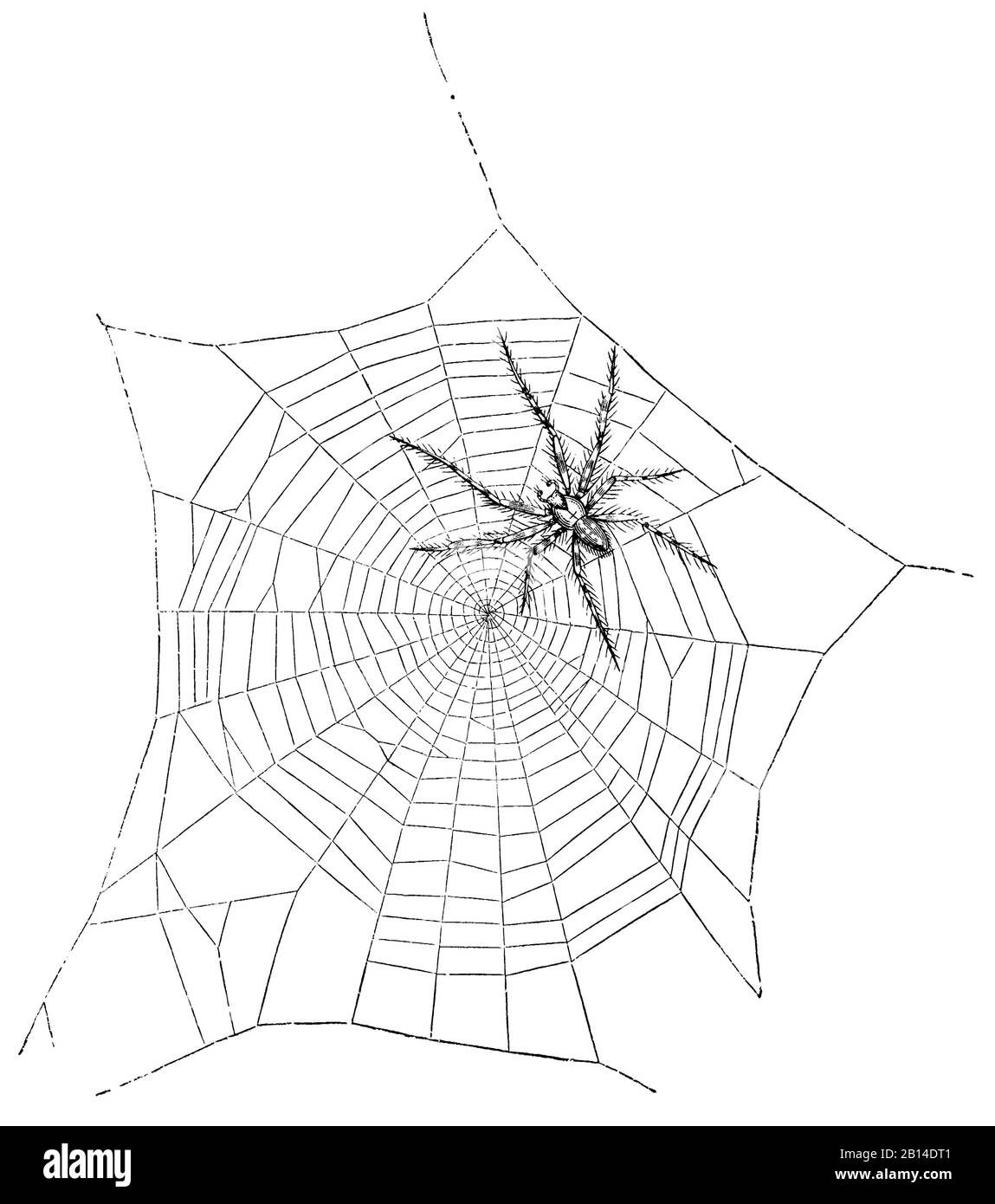 Spinne spinnennetz Black and White Stock Photos & Images - Alamy