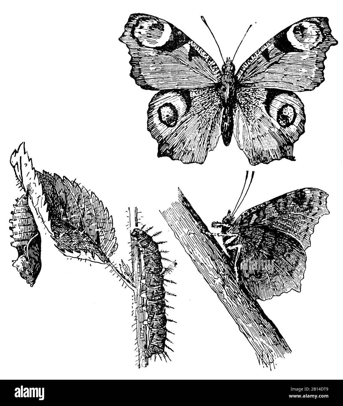 peacock butterfly, Aglais io Syn. Inachis io, Nymphalis io ...